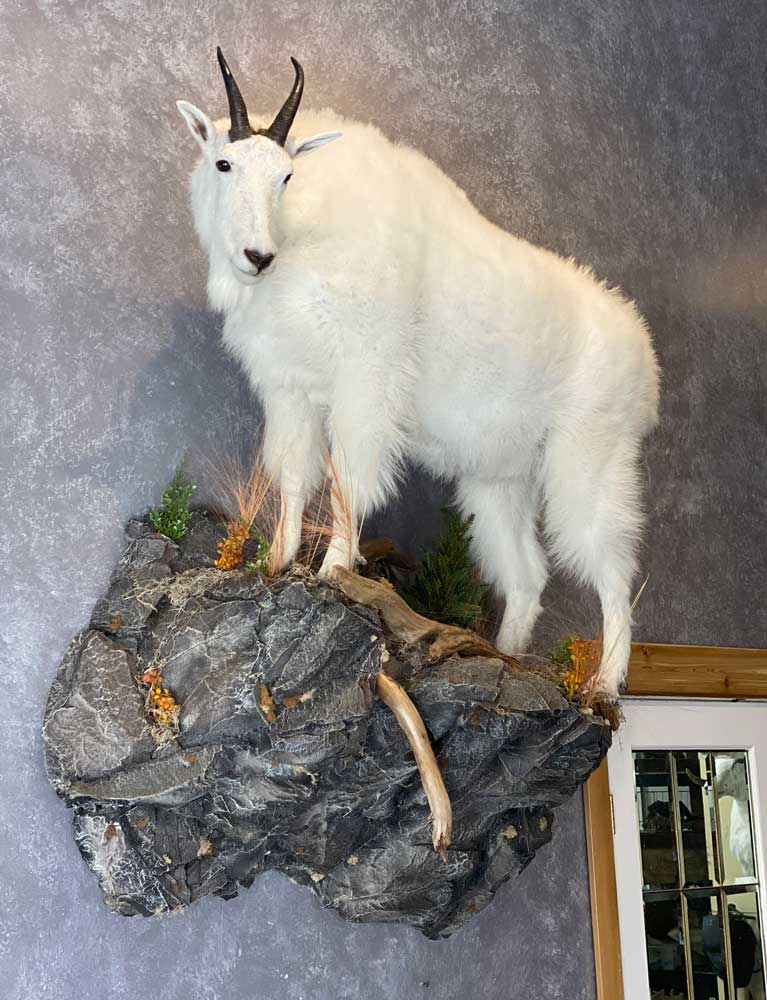 Wild Goat Portfolio – Ray Wiens Taxidermy & Tannery