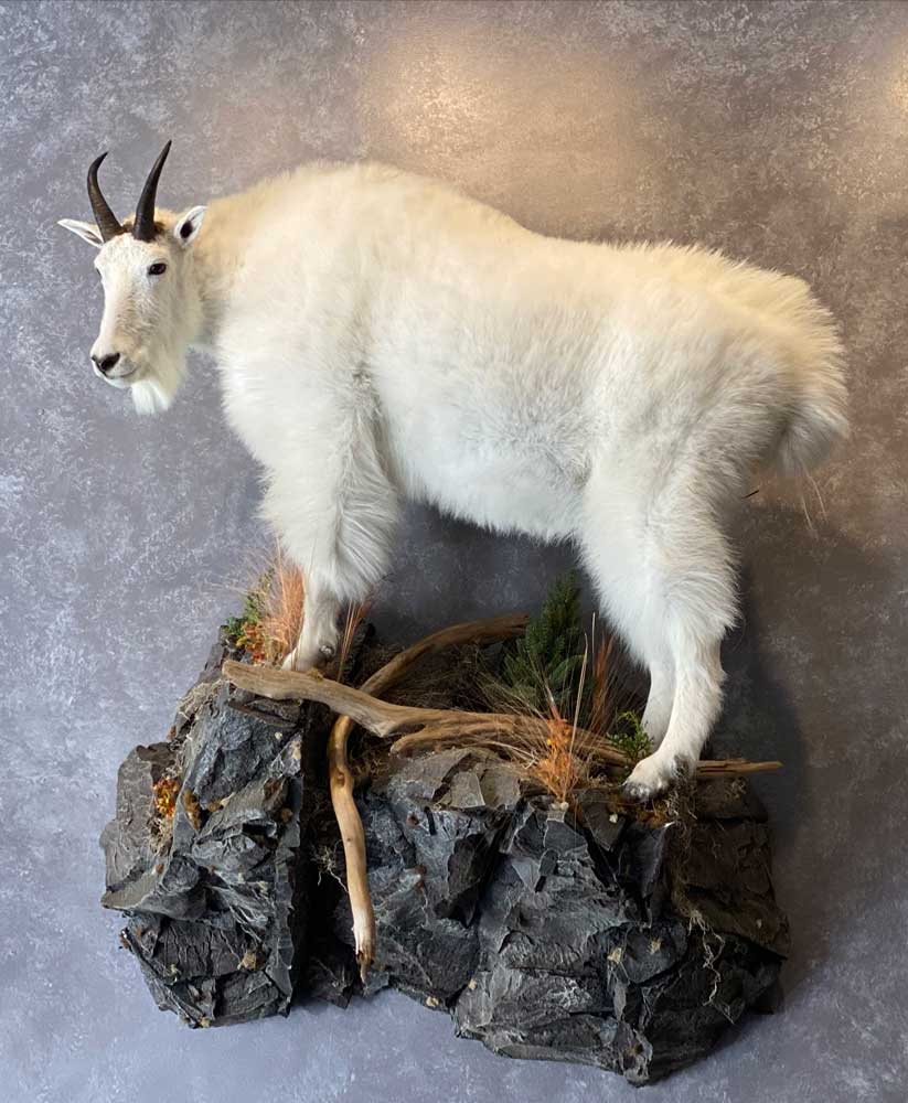 Wild Goat Portfolio – Ray Wiens Taxidermy & Tannery