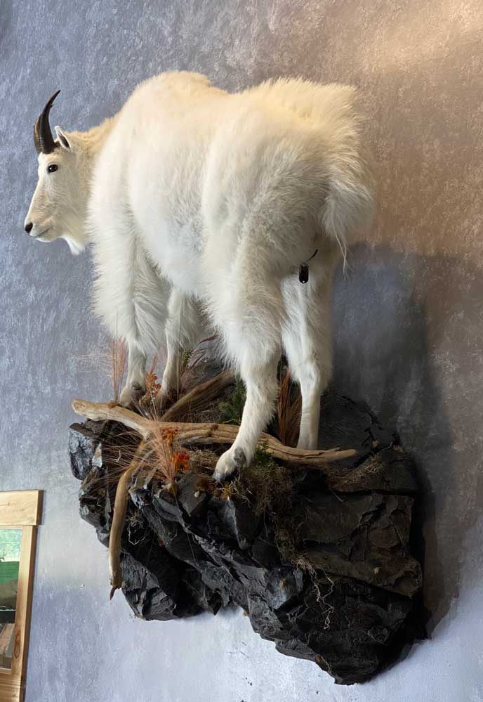 Wild Goat Portfolio – Ray Wiens Taxidermy & Tannery