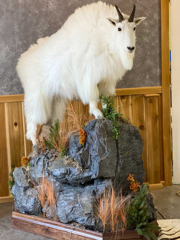 Wild Goat Portfolio – Ray Wiens Taxidermy & Tannery