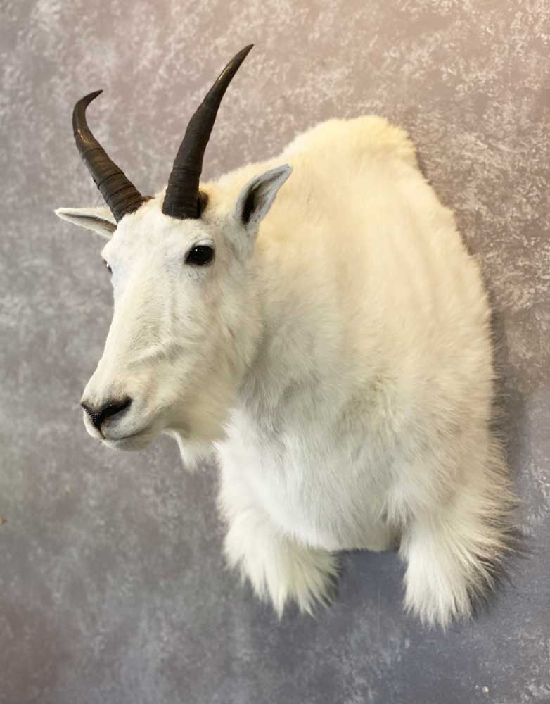 Wild Goat Portfolio – Ray Wiens Taxidermy & Tannery