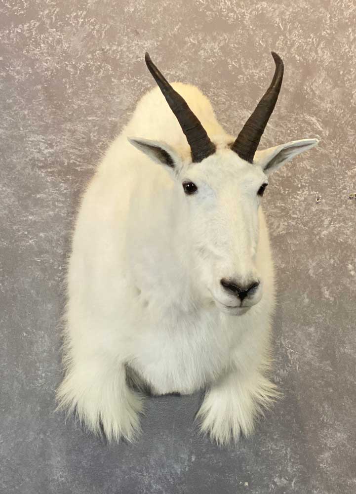 Wild Goat Portfolio – Ray Wiens Taxidermy & Tannery